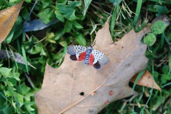 Mosca invasora de Asia llega a NC - Progreso Hispano News